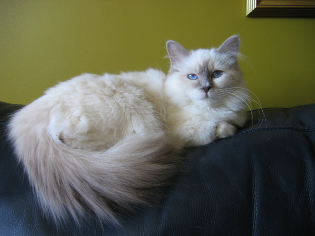 Test de gramatică-proverbe populare românești - KIDIBOT Knowledge Battles